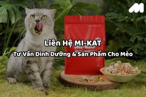 Liên Hệ MI-KAT | Tư Vấn Dinh Dưỡng & Sản Phẩm Cho Mèo